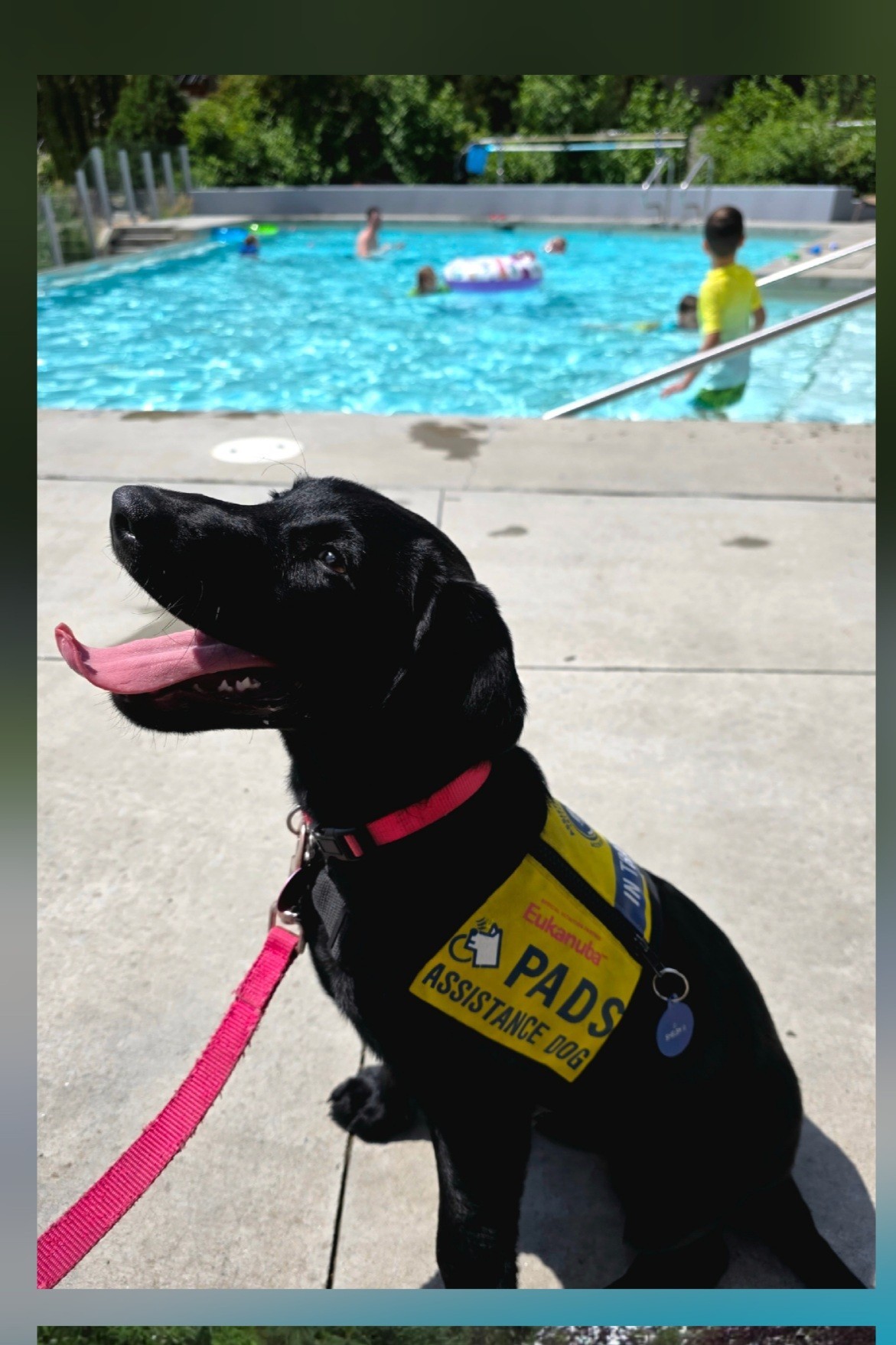 Shelby II | June 2025 - PADS