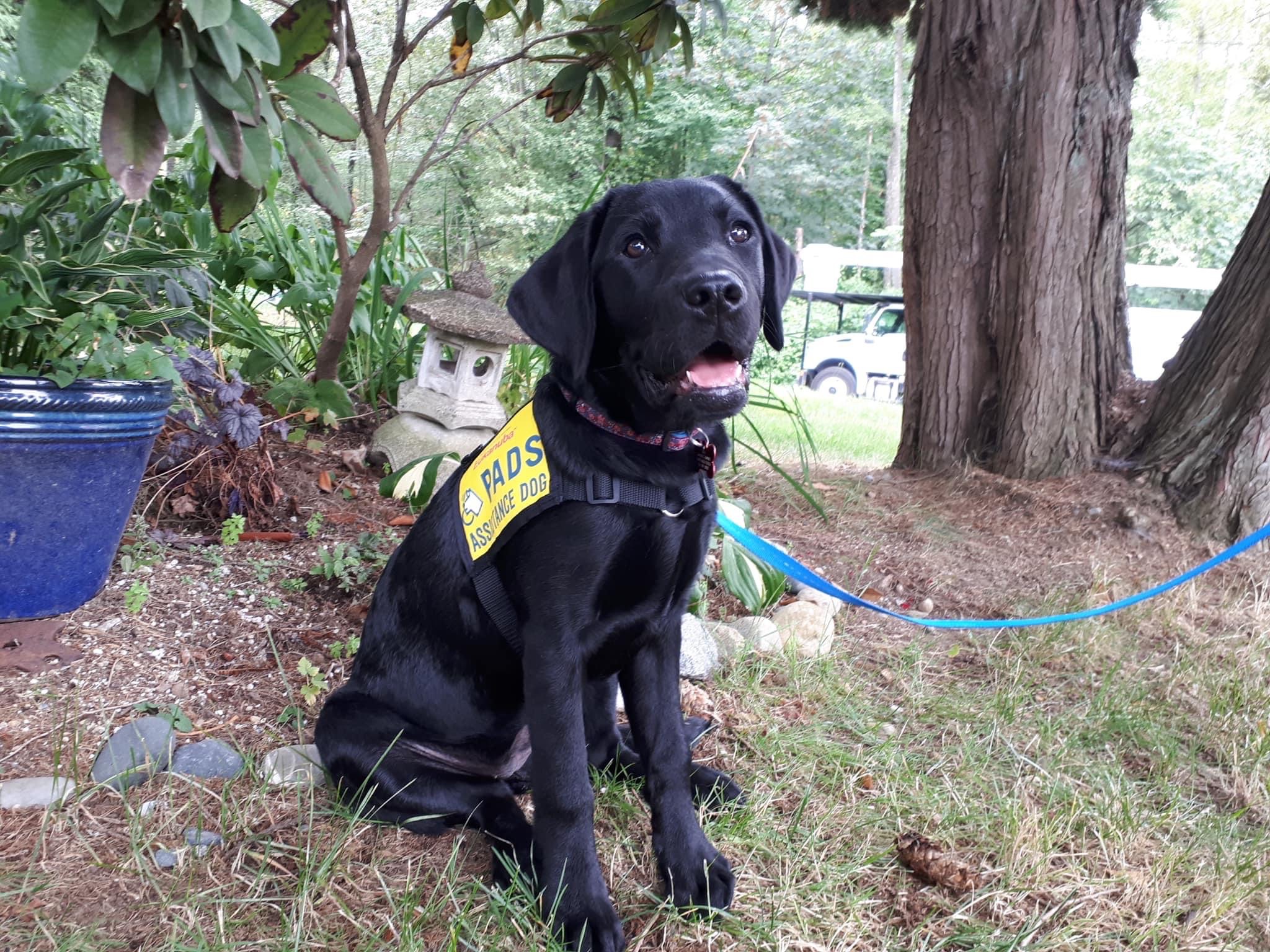 Welcome to PADS - The Pacific Assistance Dogs Society