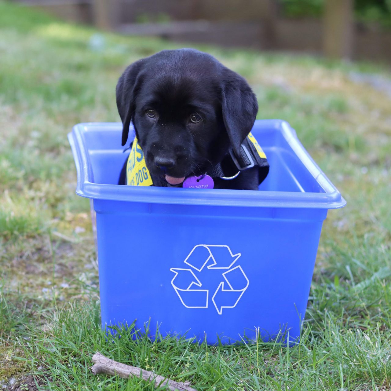 Recycle and Donate - PADS