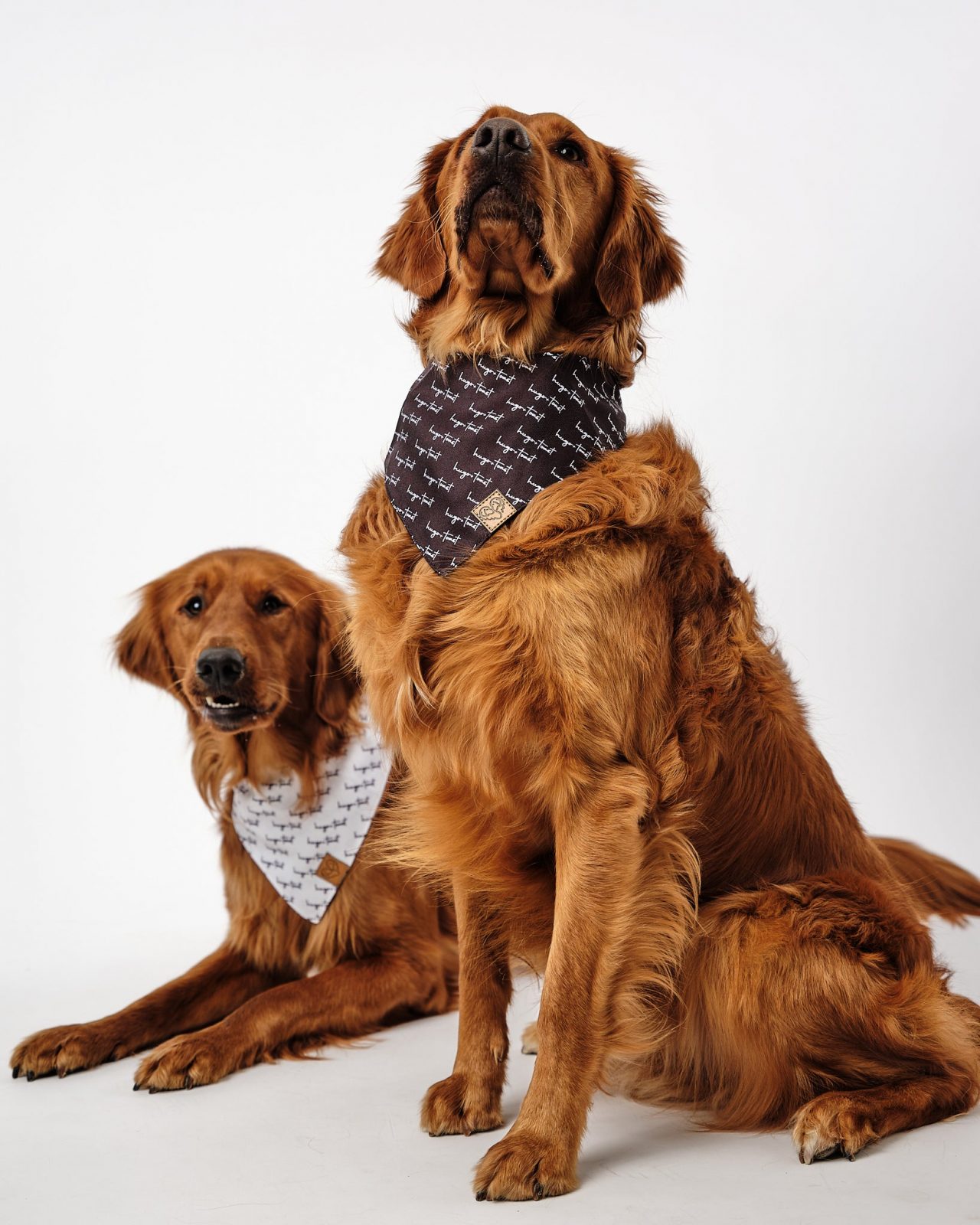 Welcome Hugo + Toast! - PADS