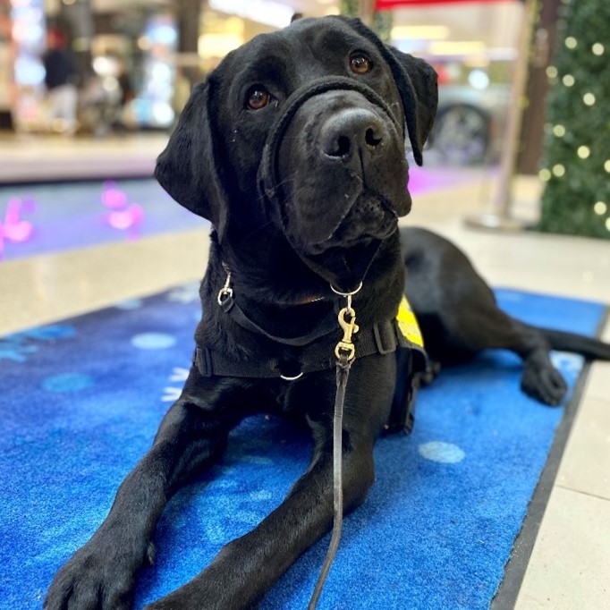 Taylor II | November 2022 - PADS