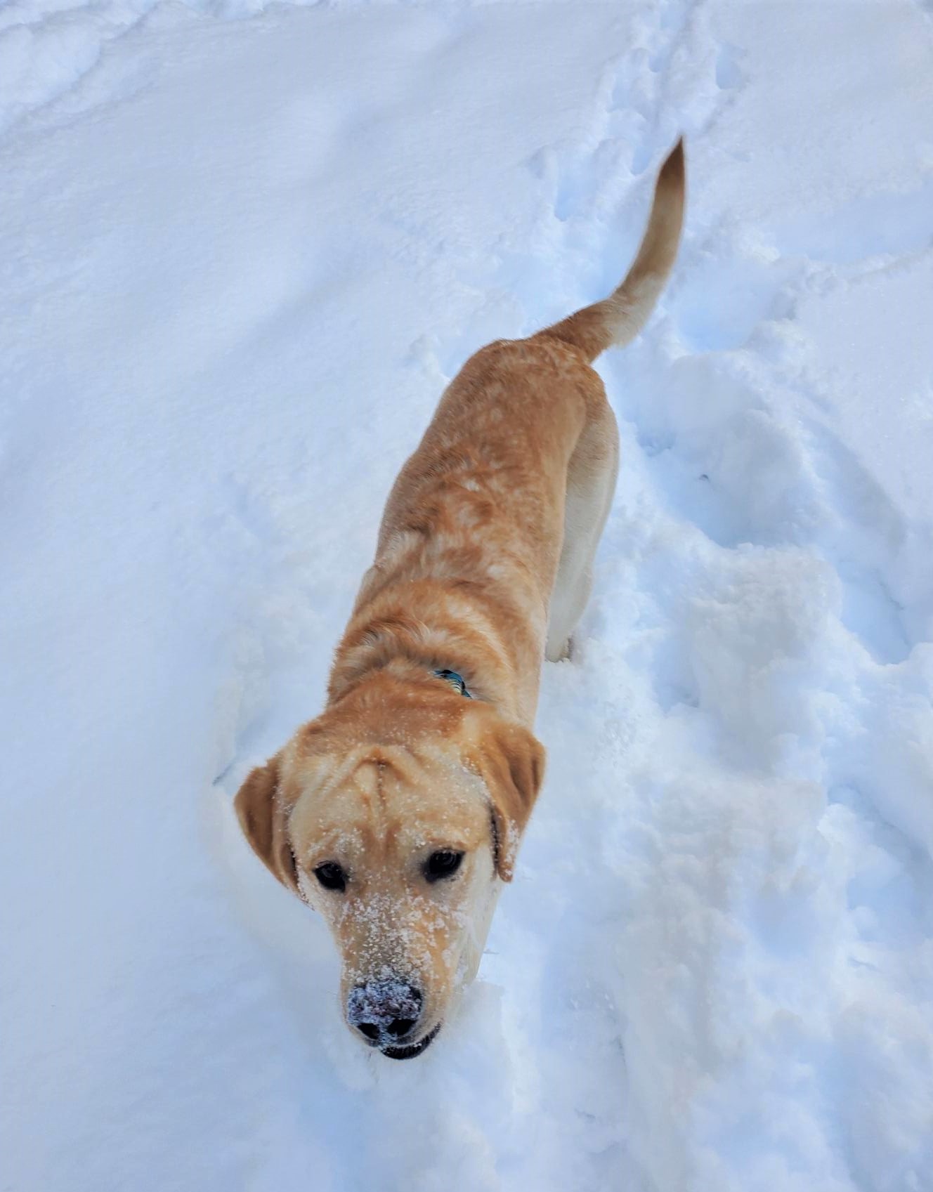 Dylan II | December 2022 - PADS