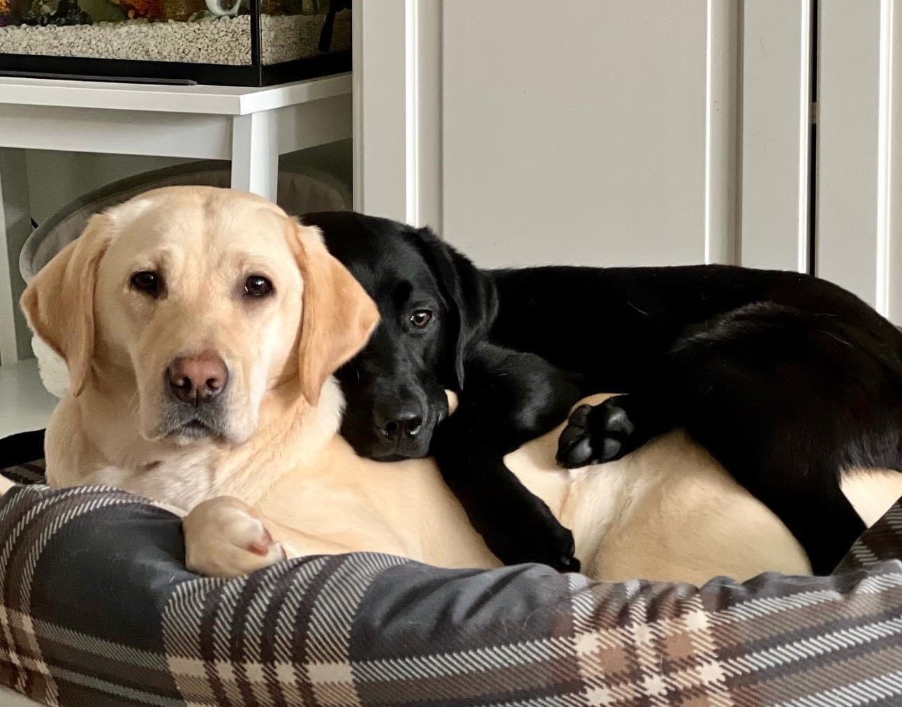 Shimmer | April 2023 - PADS