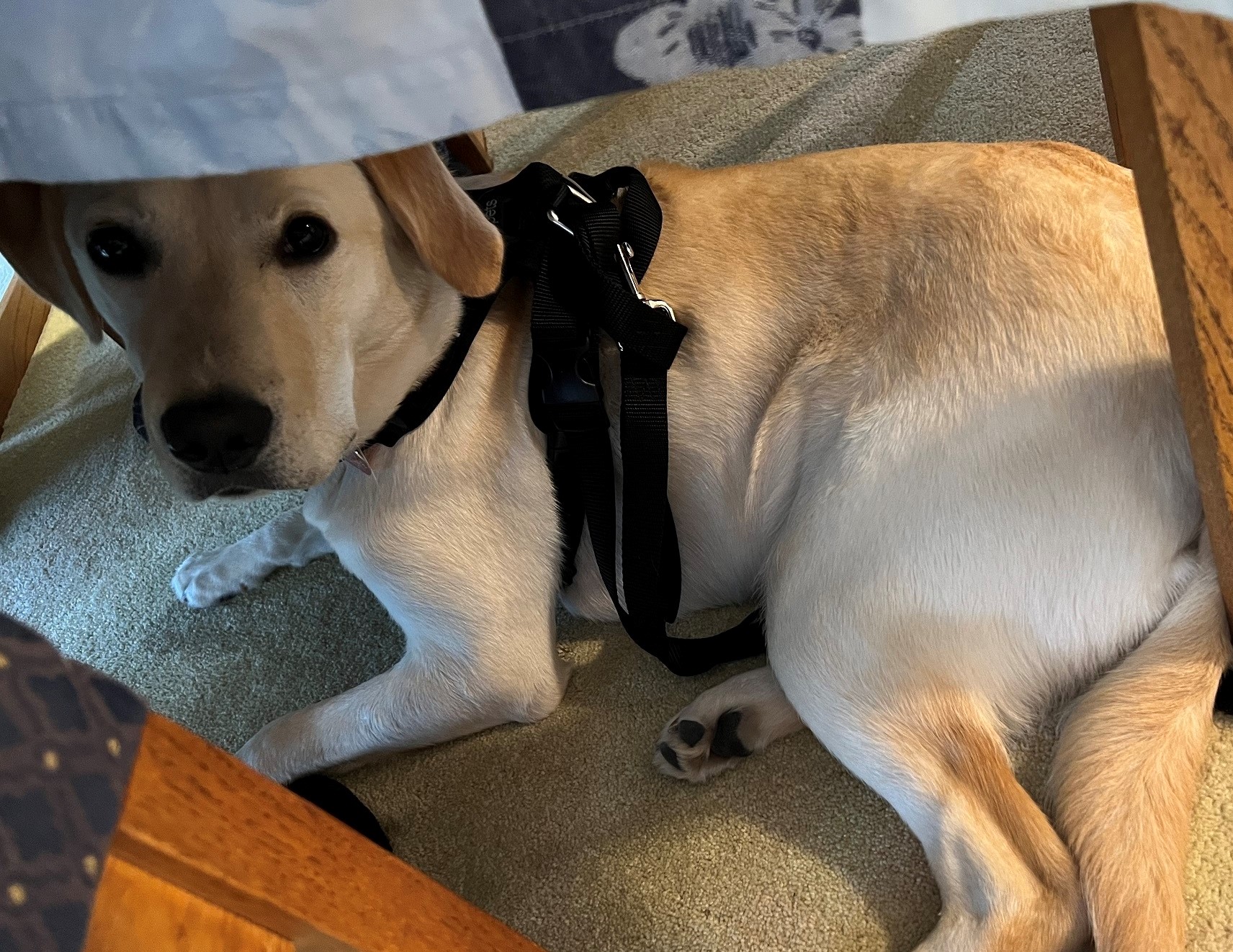 Tahsis | April 2023 - PADS