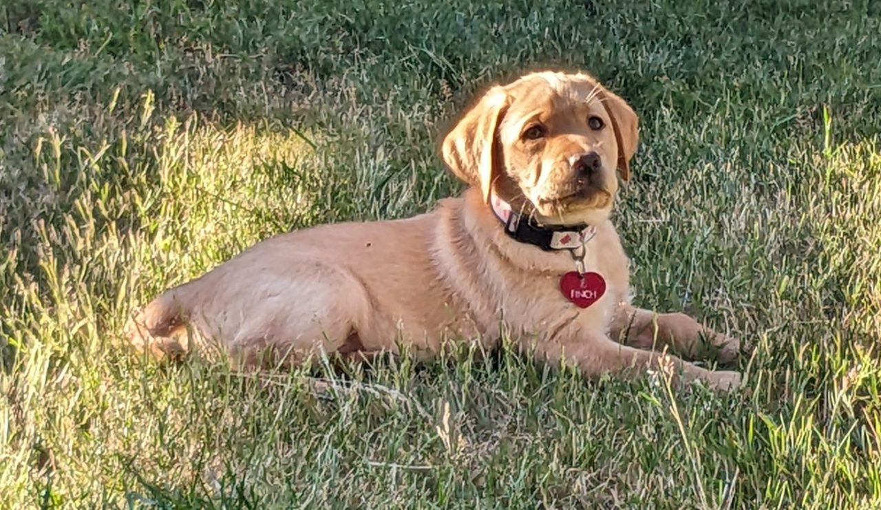 Finch | June 2023 - PADS