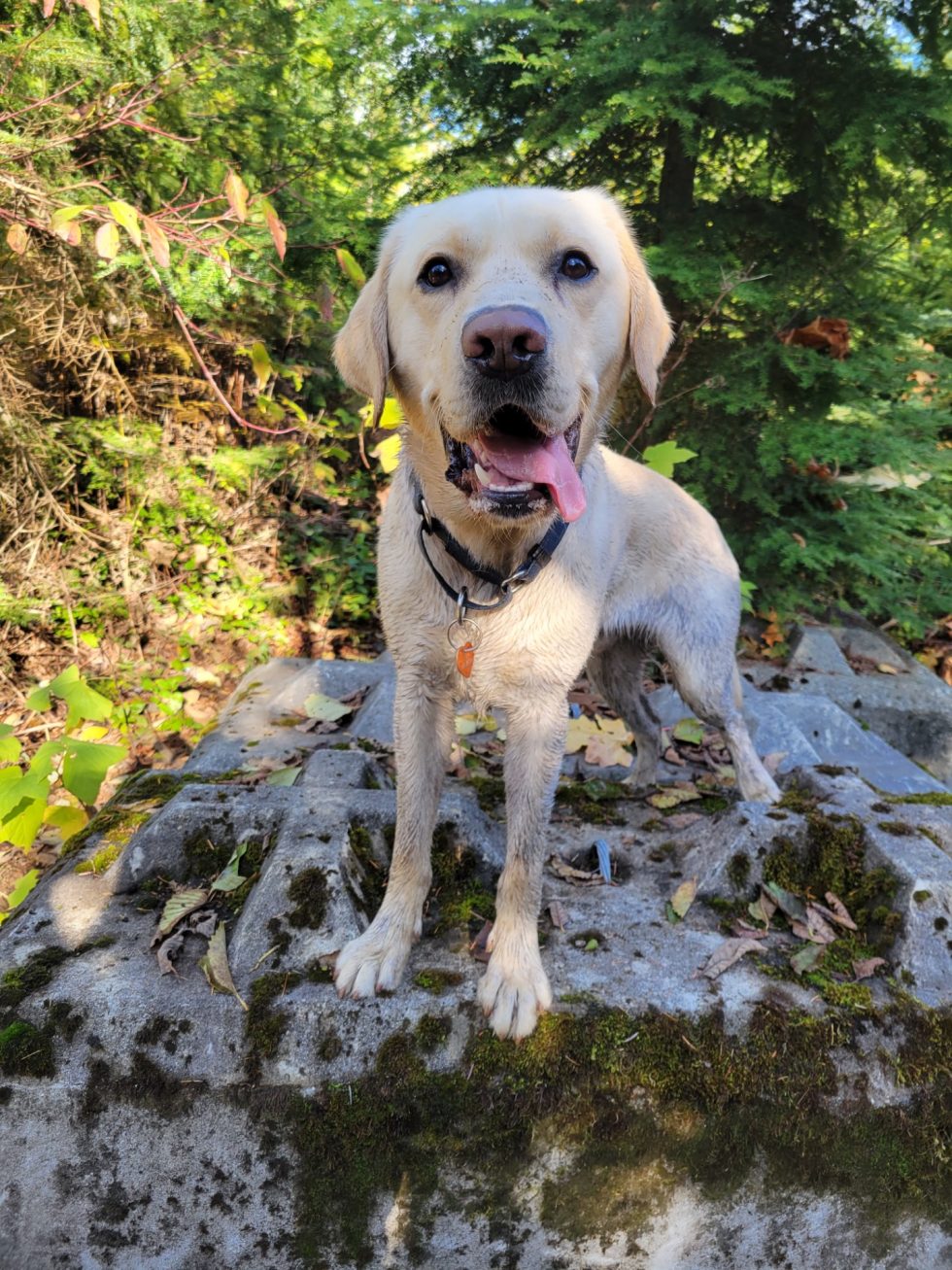 Mango II | October 2023 - PADS