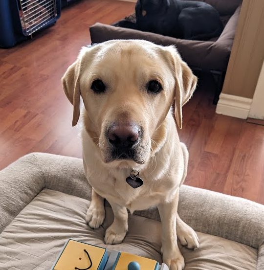 Adopt a Released Dog | PADS