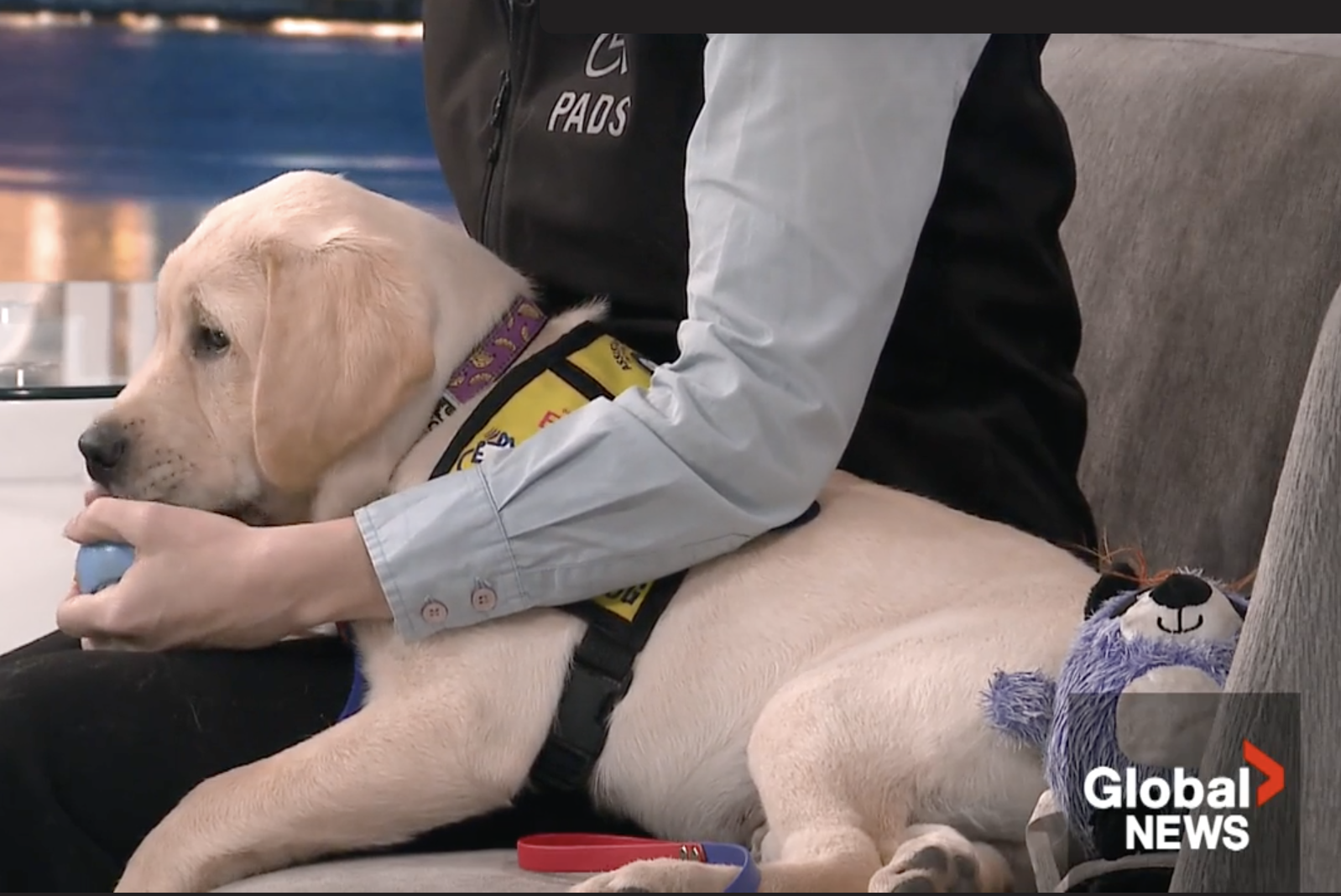 Global TV: Saturday Sips: Puppies and sips for everyone - PADS