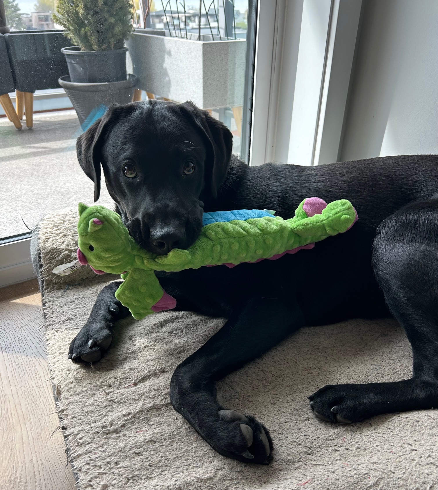 Finian | April 2024 - PADS