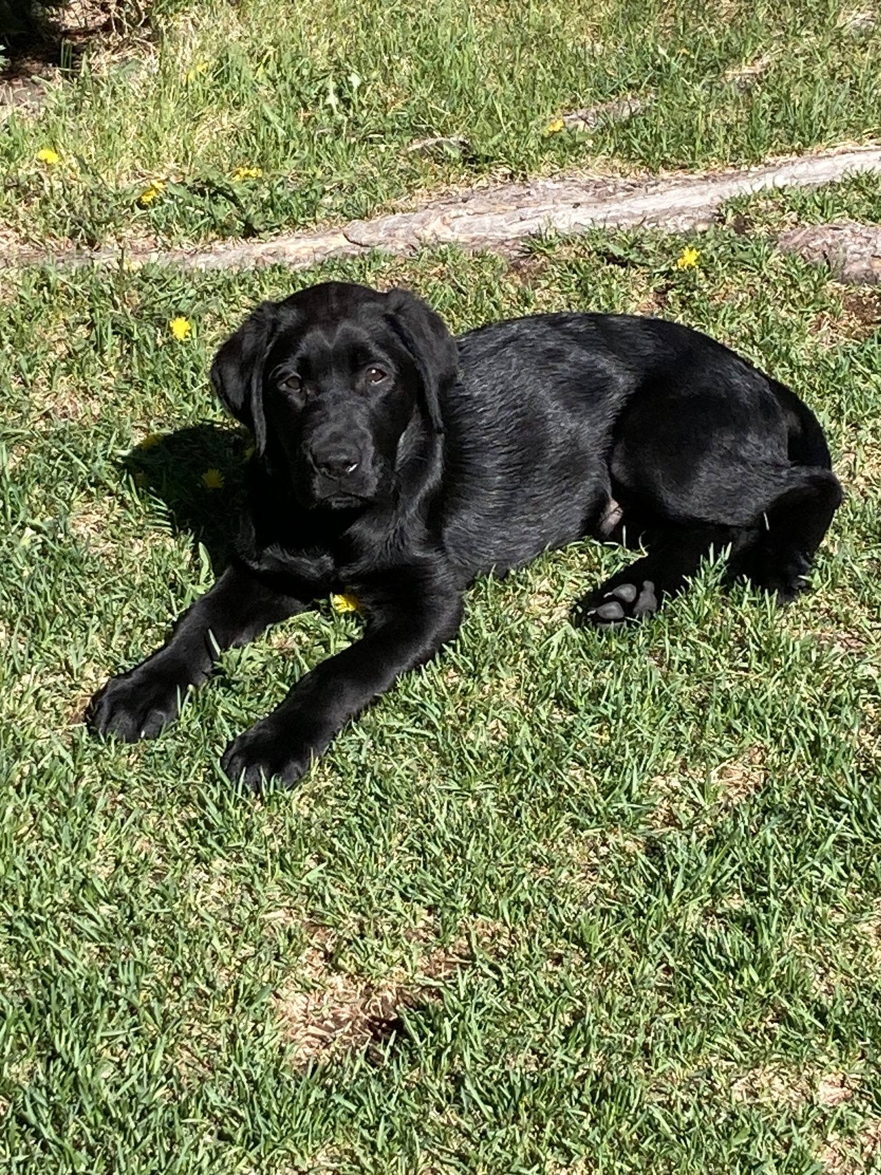 Duke II | July 2024 - PADS