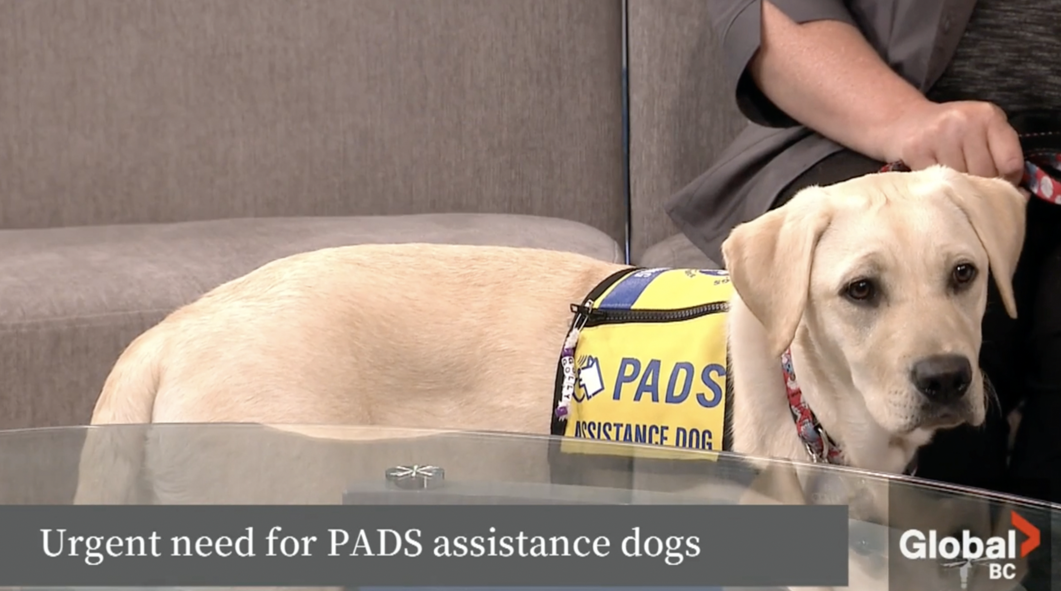 GLOBAL BC: DOUBLE YOUR DONATION - INTERNATIONAL ASSISTANCE DOG WEEK - PADS