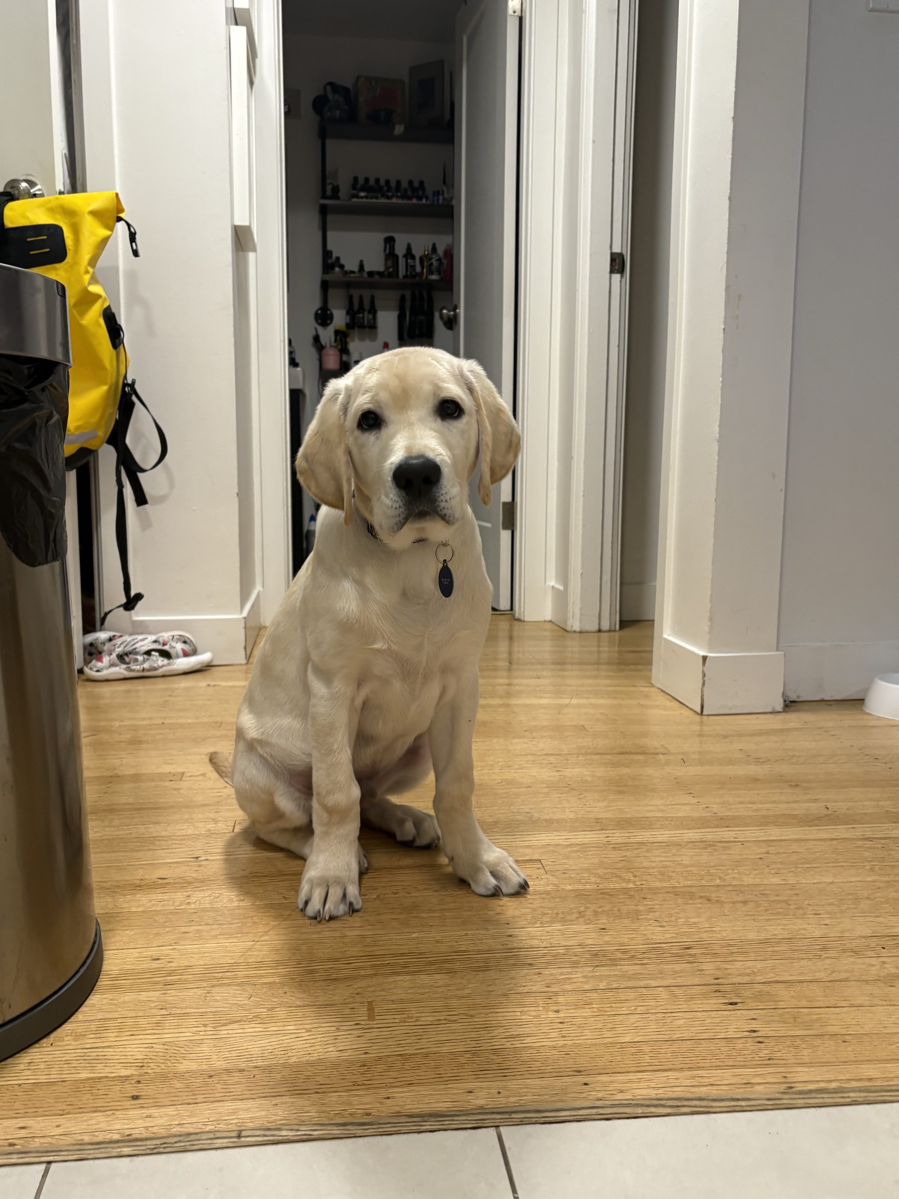 Smaug | November 2024 - PADS