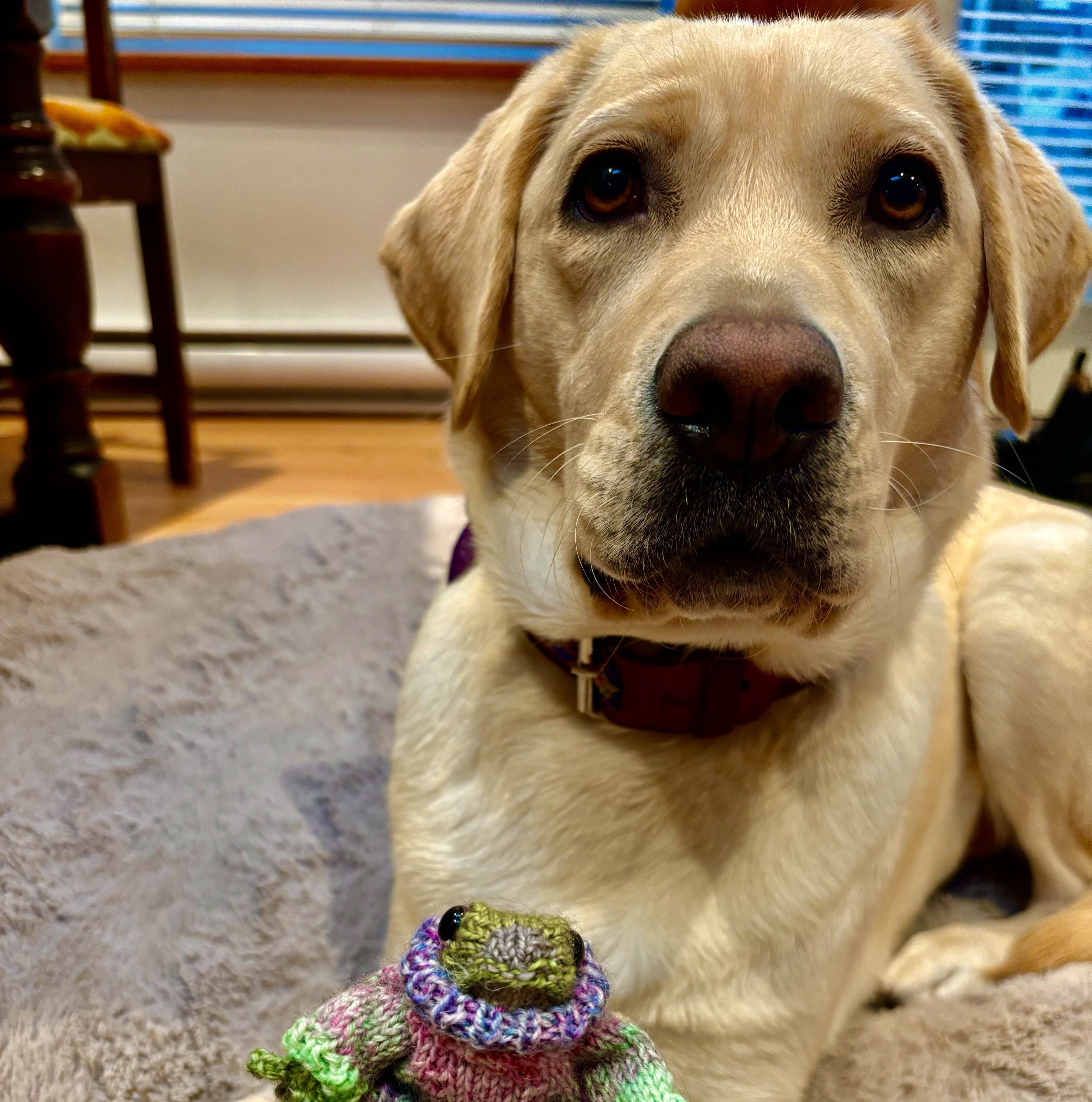 Sparrow | November 2024 - PADS