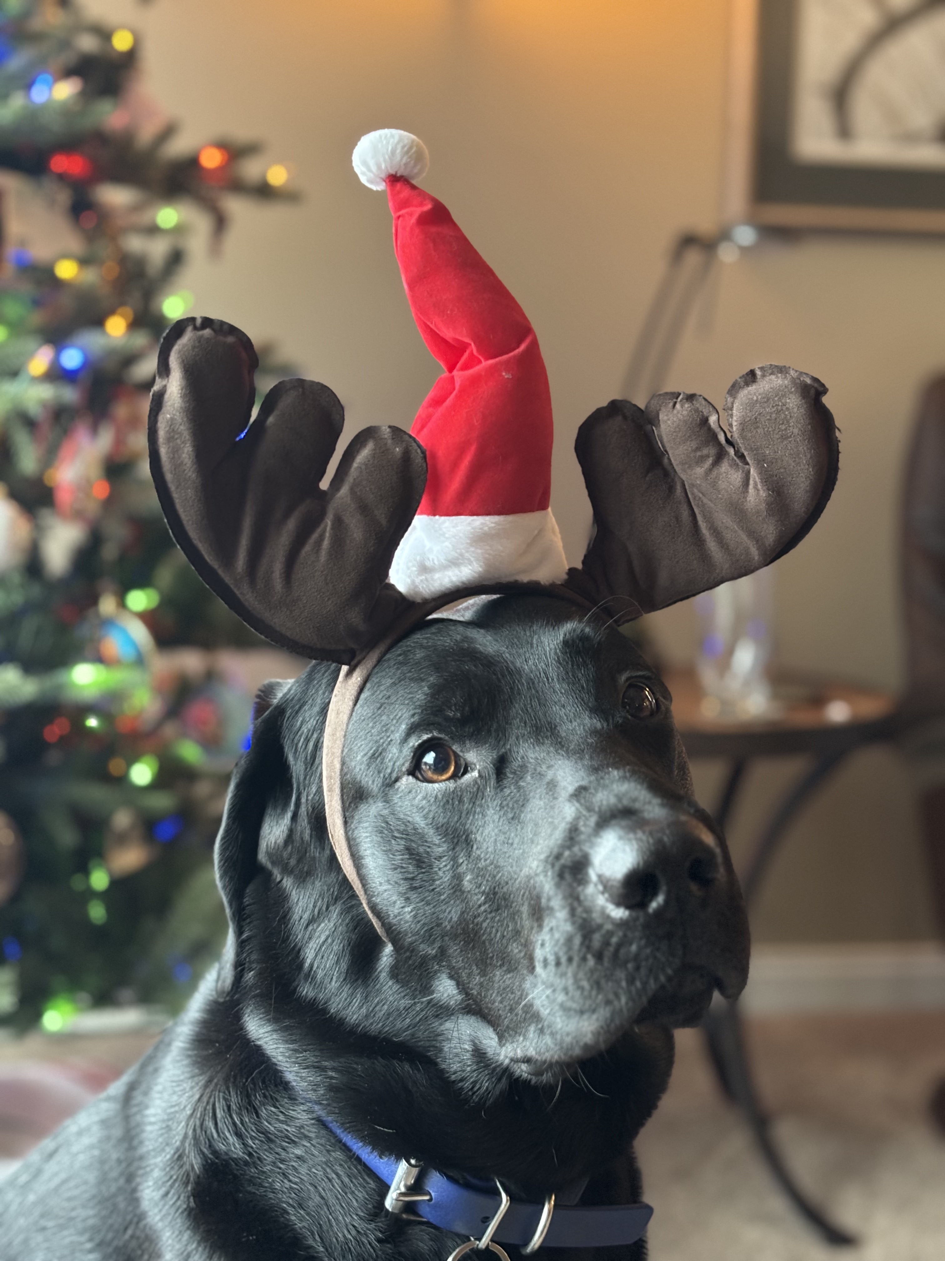 Finian | December 2024 - PADS