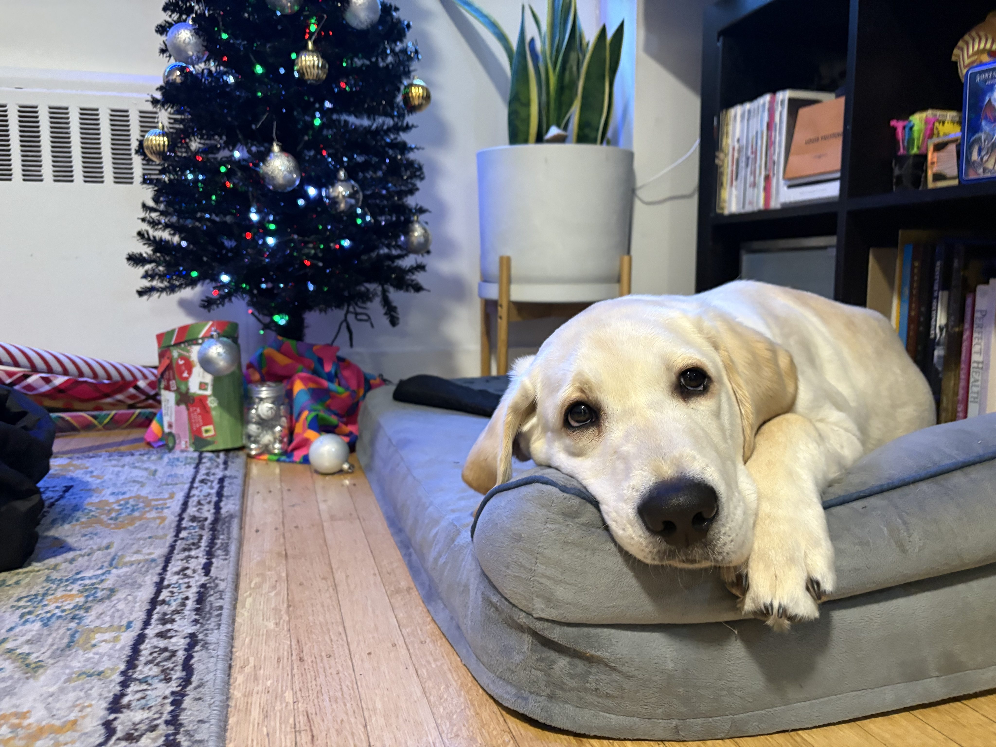 Smaug | December 2024 - PADS