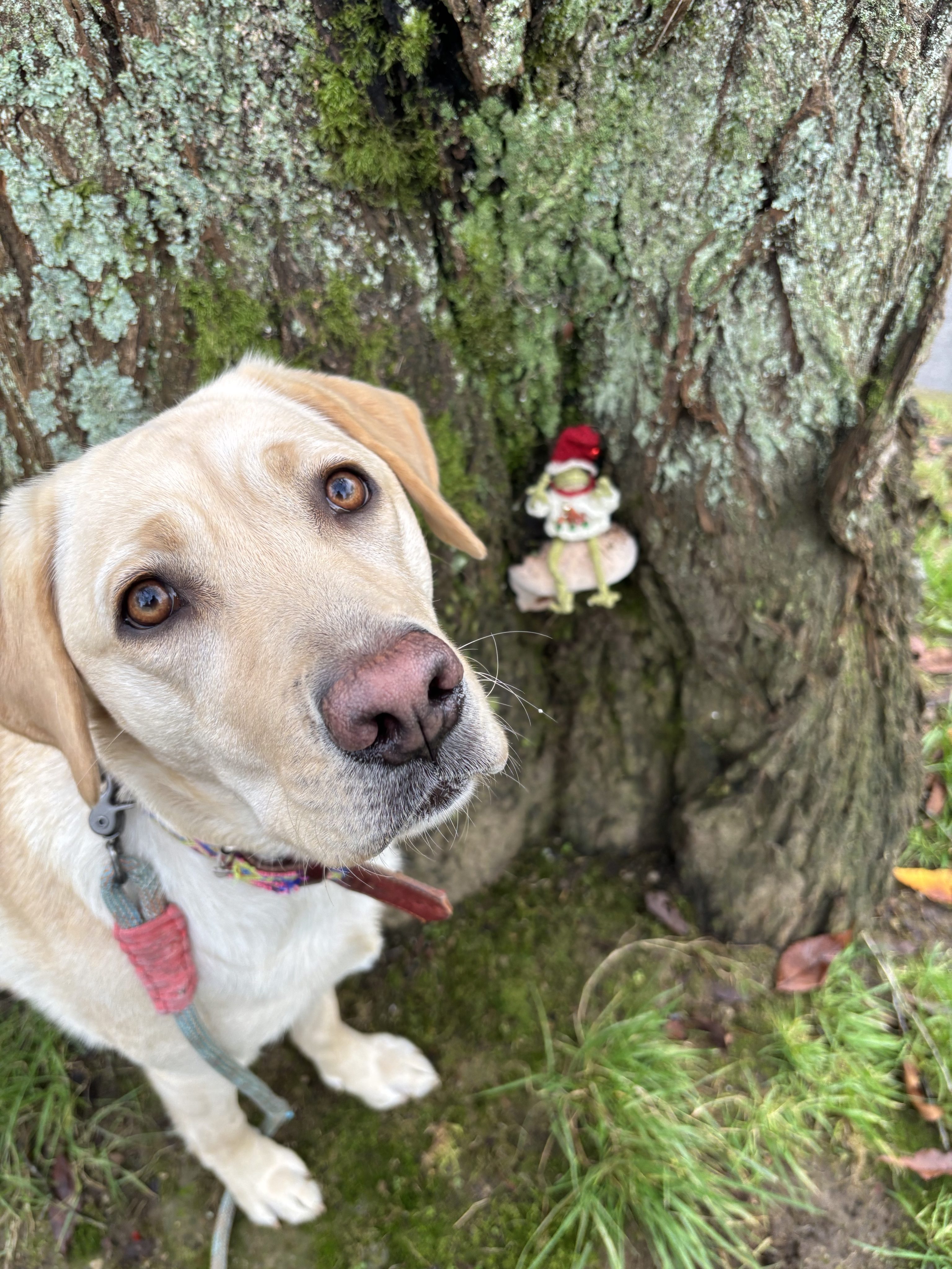 Sparrow | December 2024 - PADS