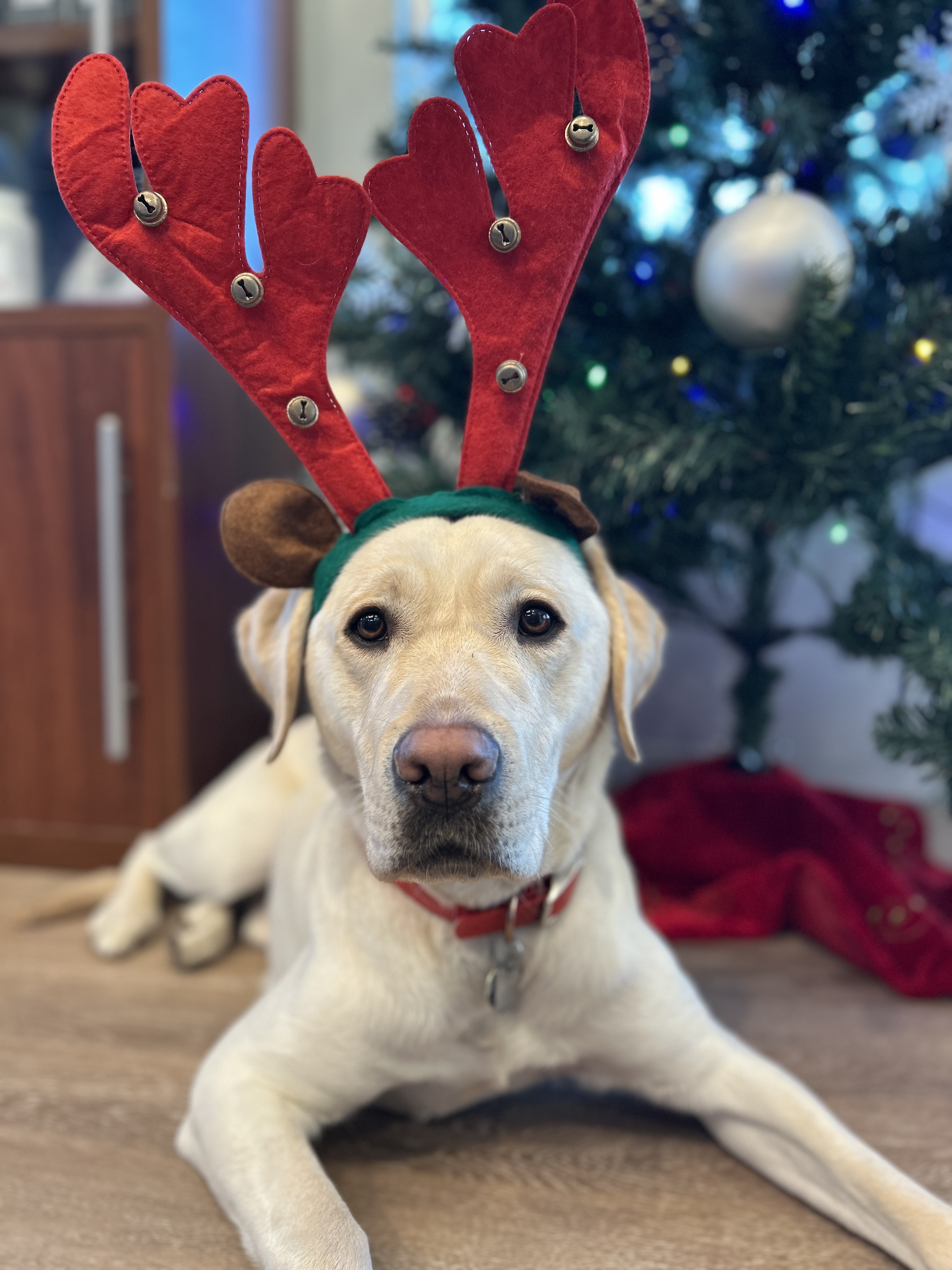 Morley | December 2024 - PADS