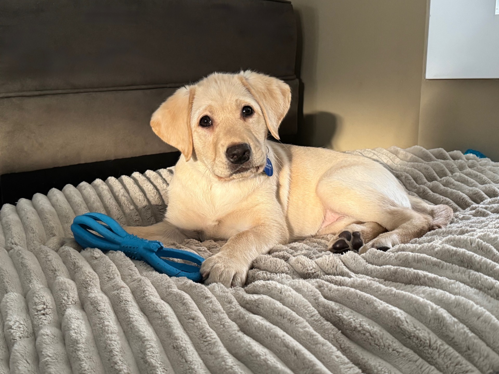 Myra | December 2024 - PADS