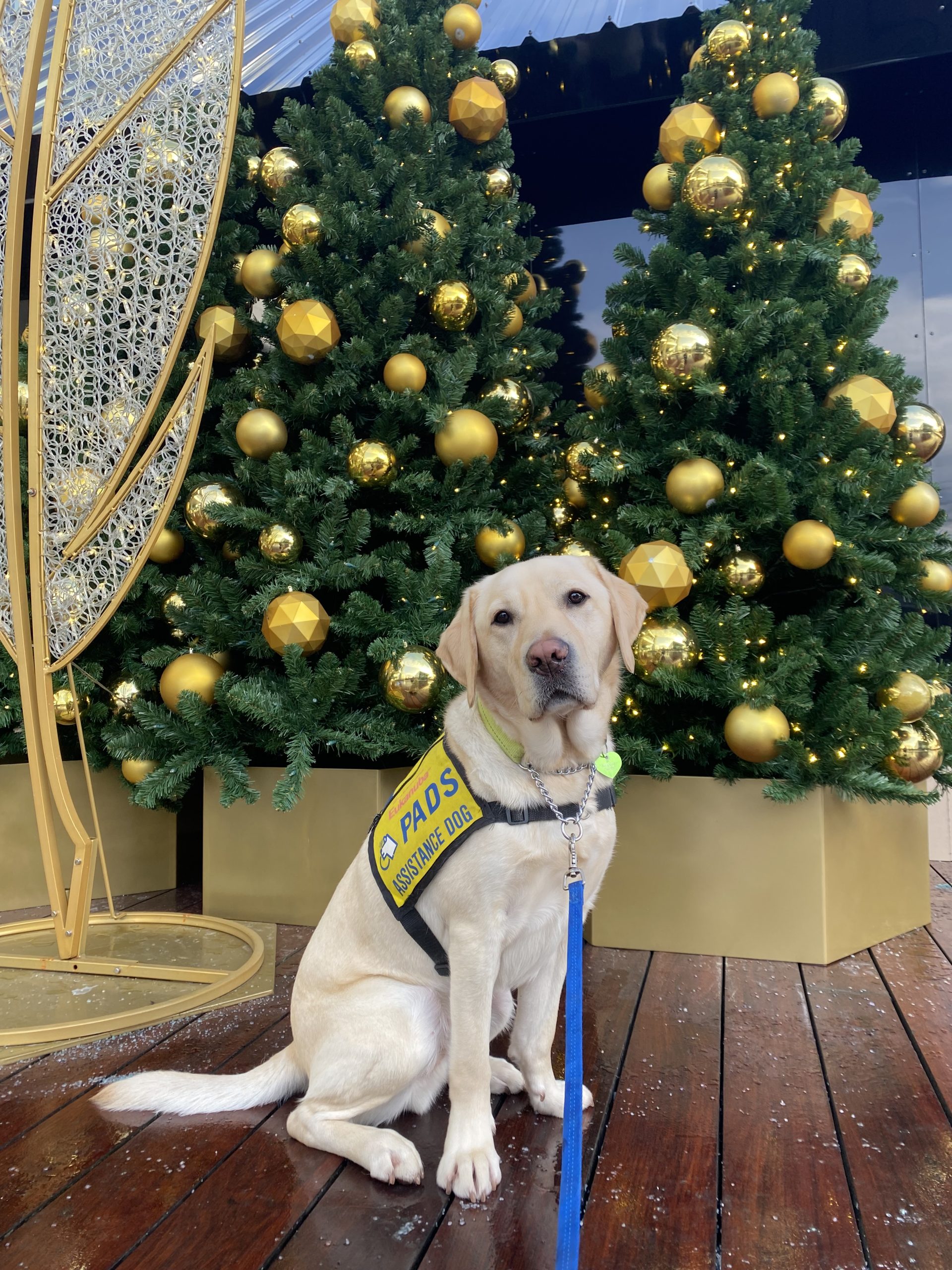 Orion II | December 2024 - PADS