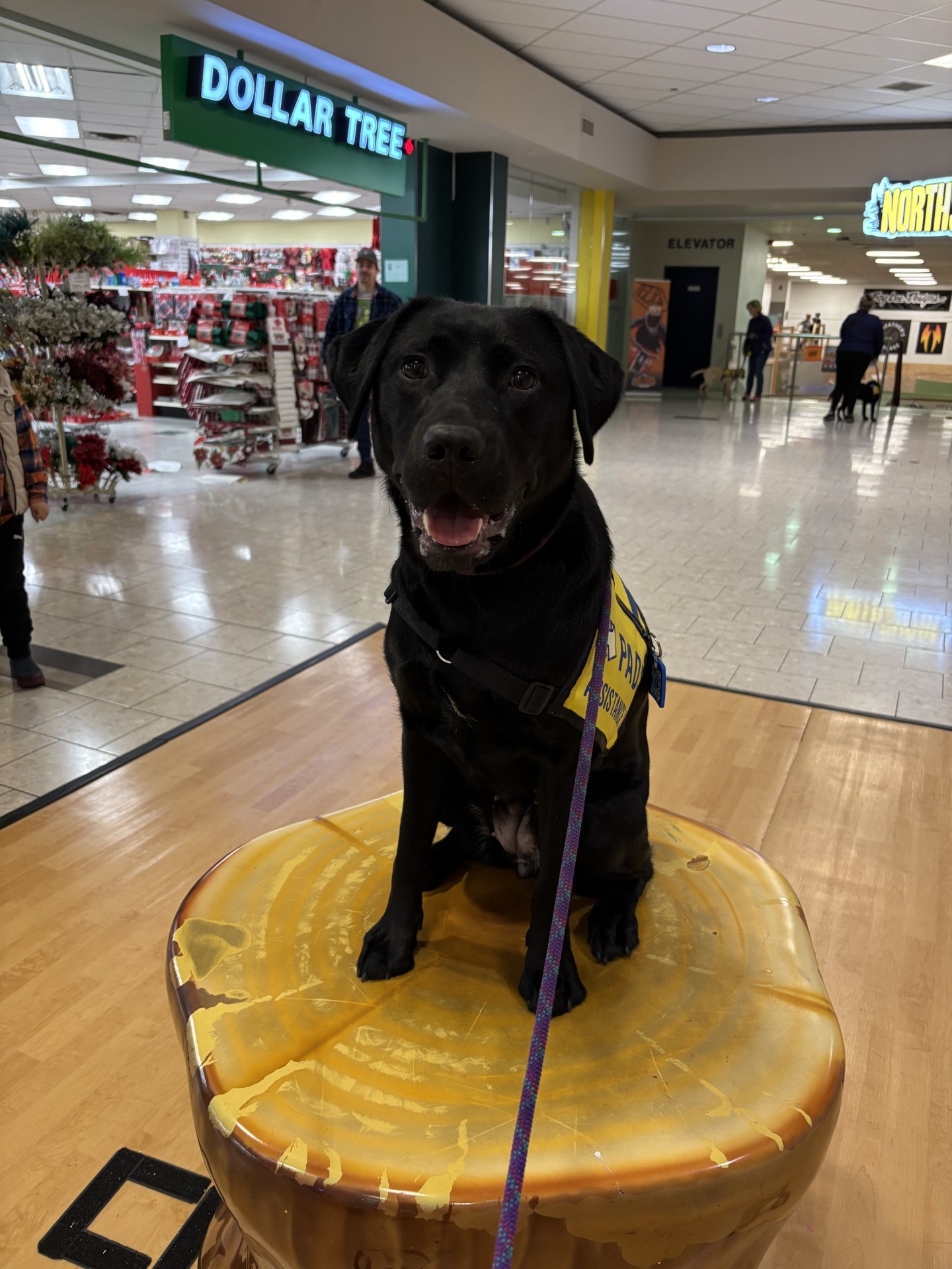 Perry | December 2024 - PADS