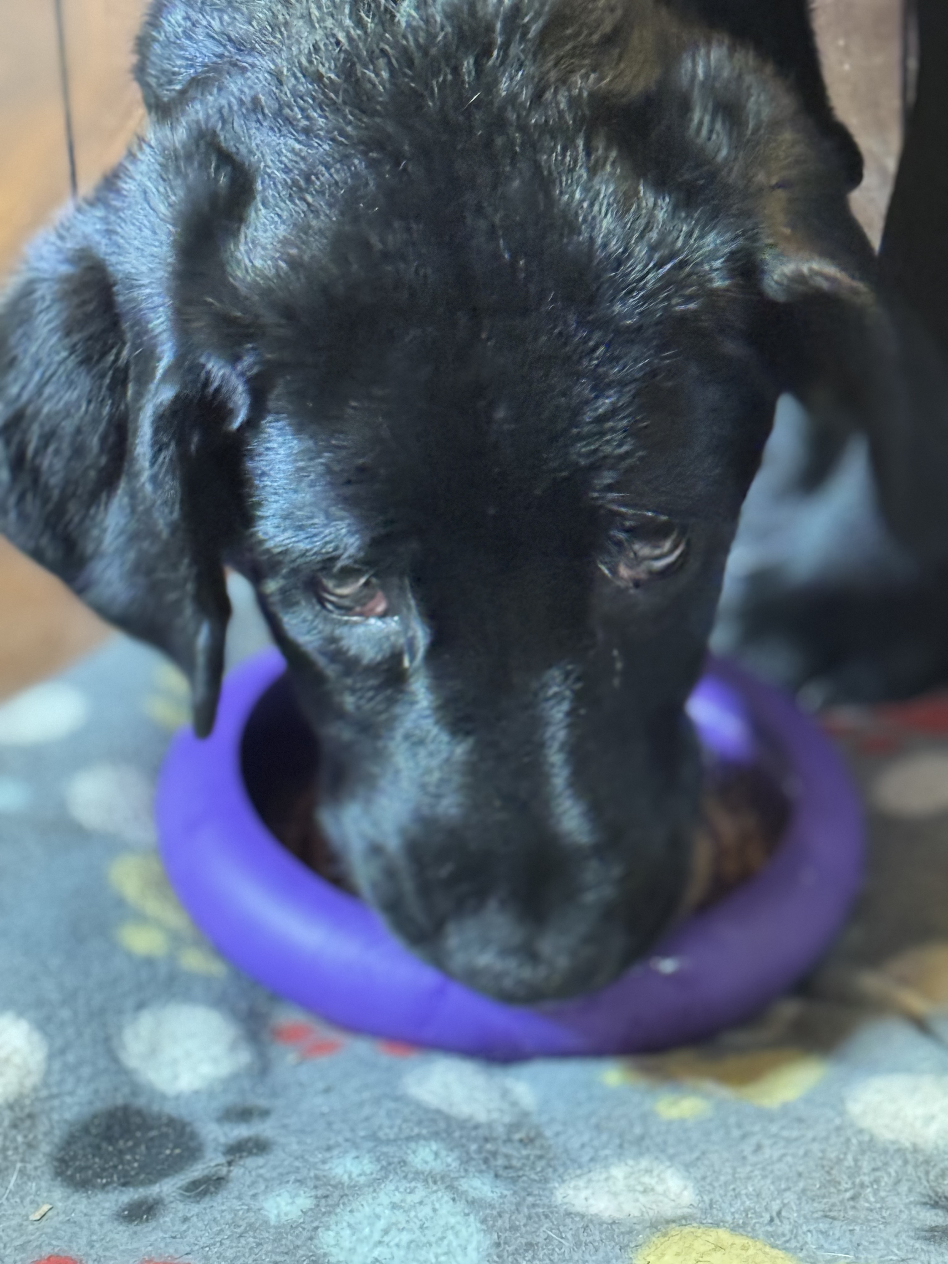 Ripto | December 2024 - PADS