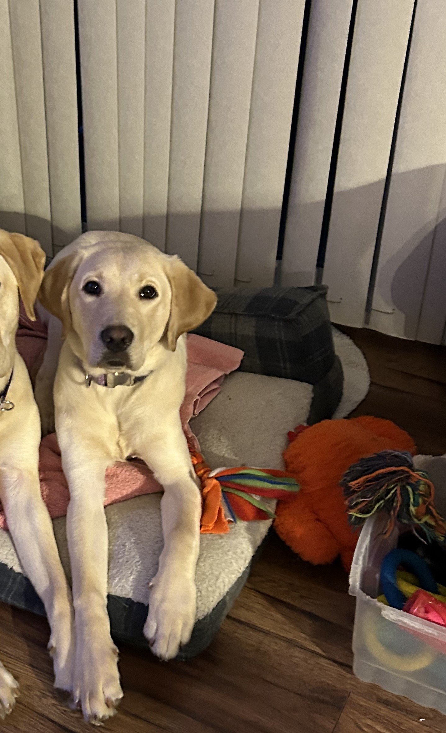 Saphira | December 2024 - PADS