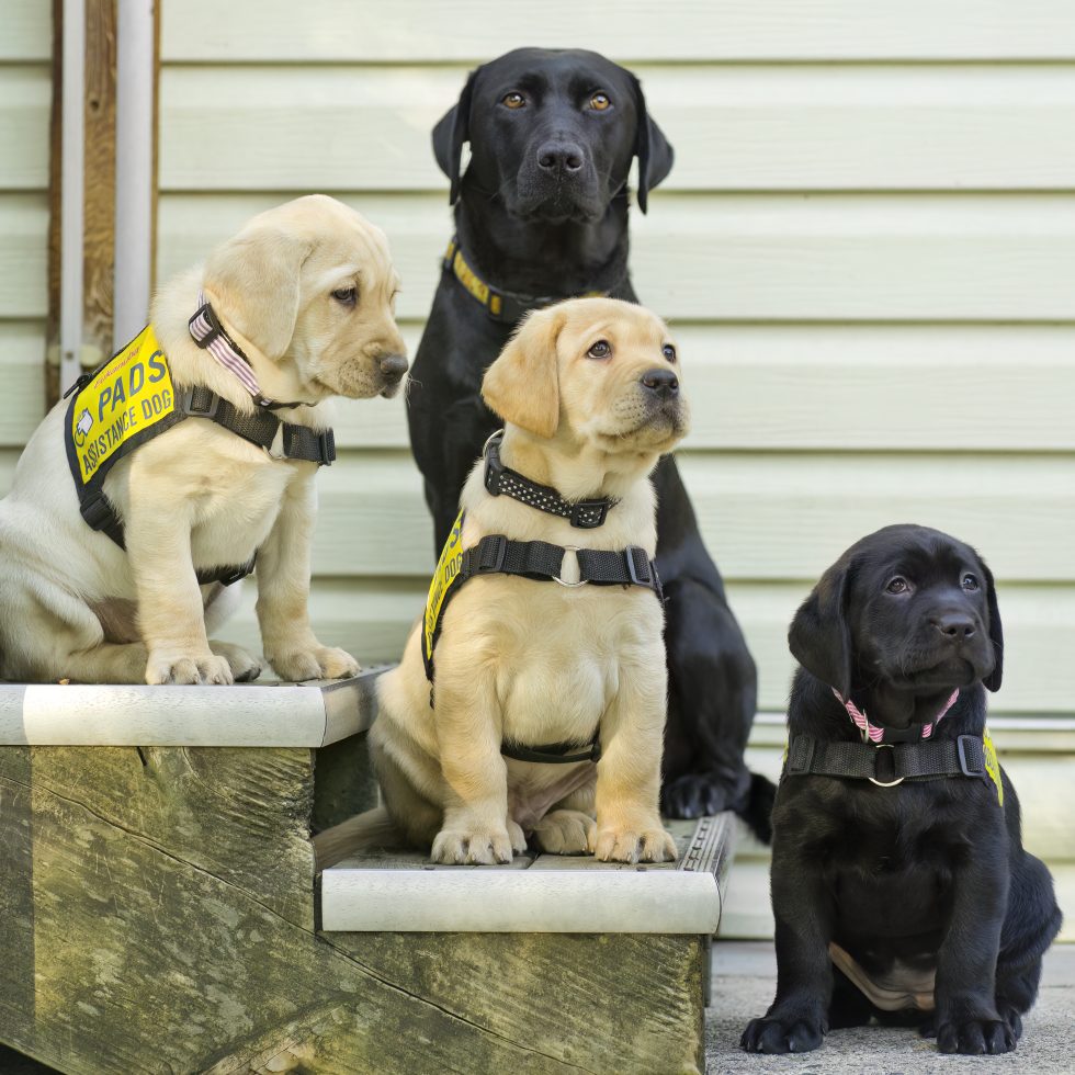 Volunteer With Pacific Assistance Dogs (PADS)