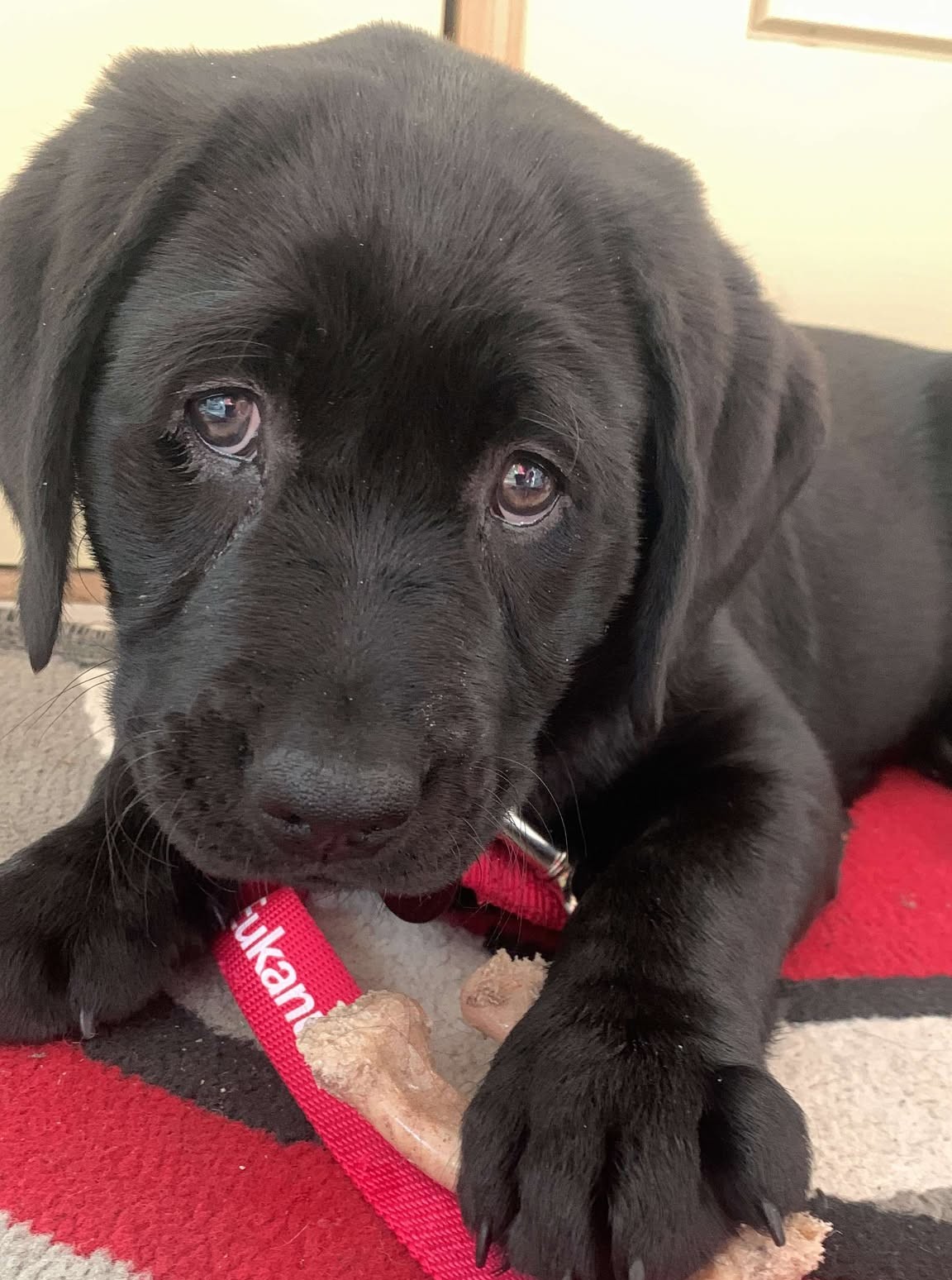 Major | April 2025 - PADS