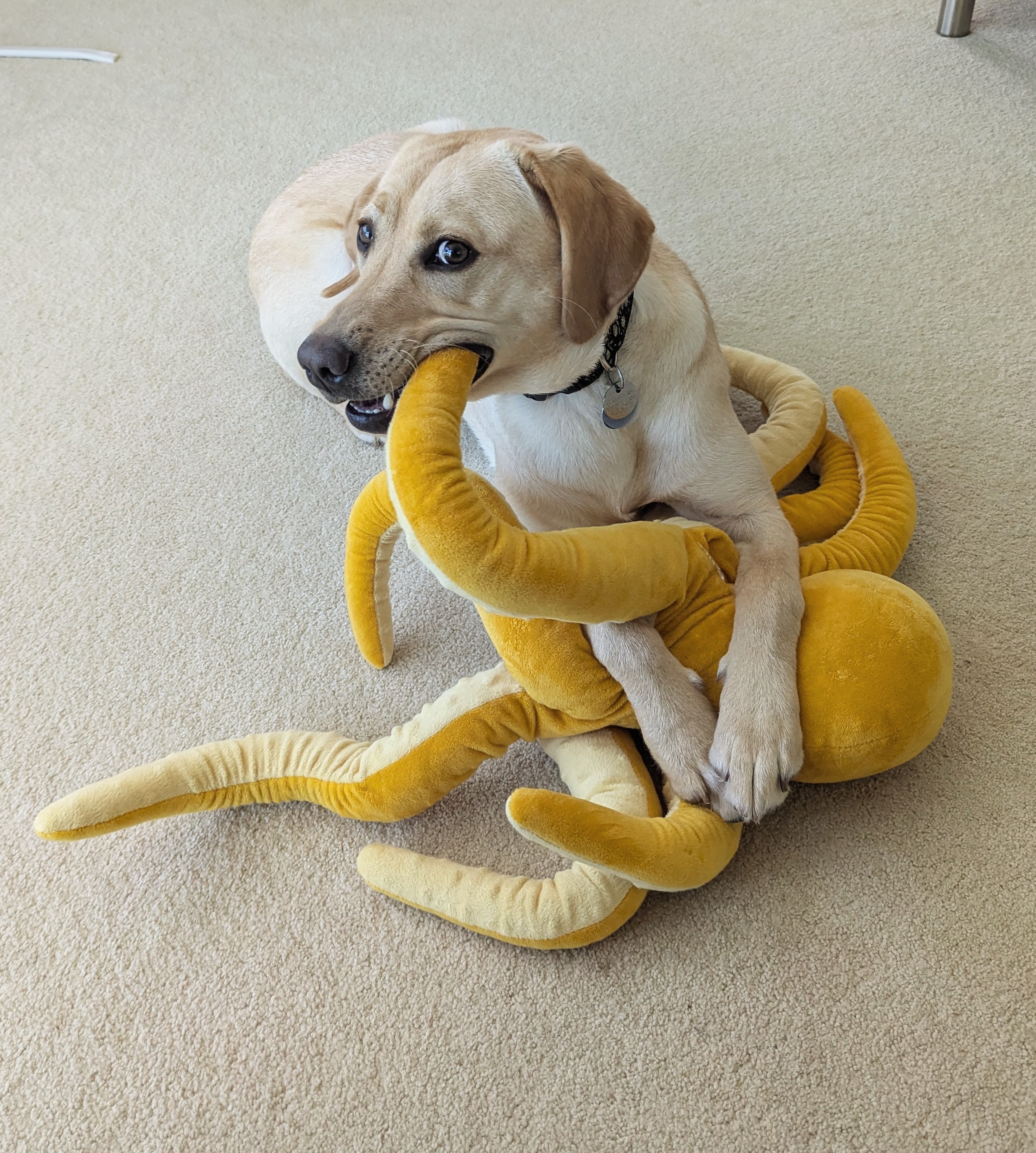 Patty | April 2025 - PADS