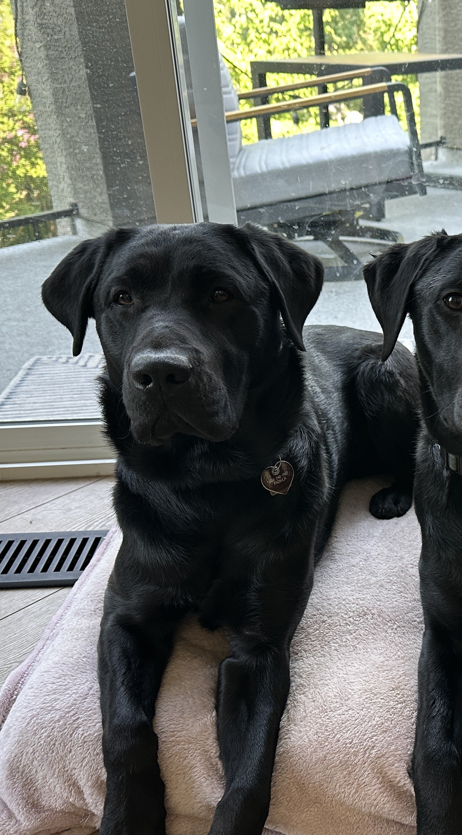 Chet | June 2025 - PADS