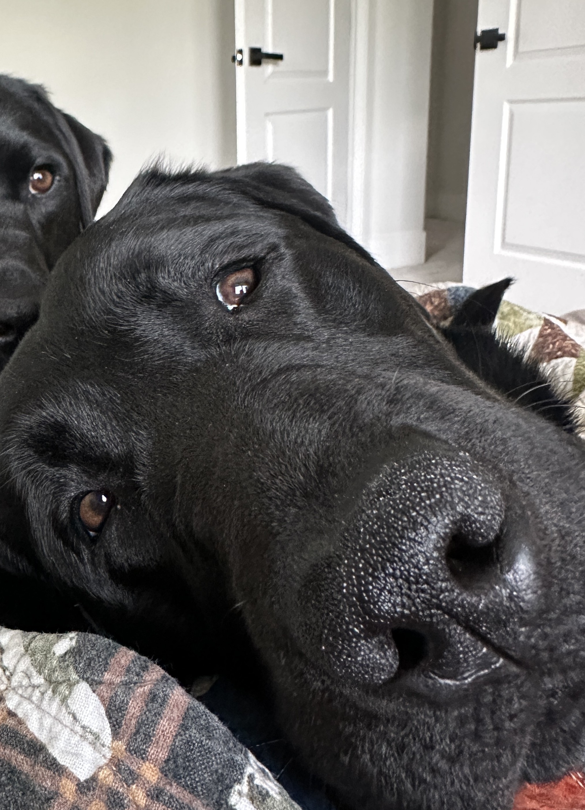 Chet | May 2025 - PADS