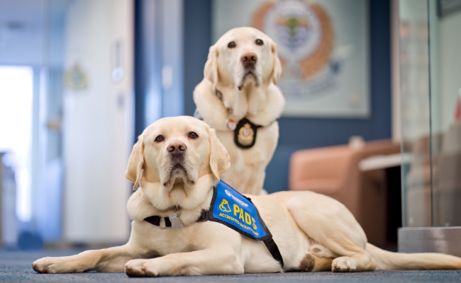 PADS Accredited Facility Dogs