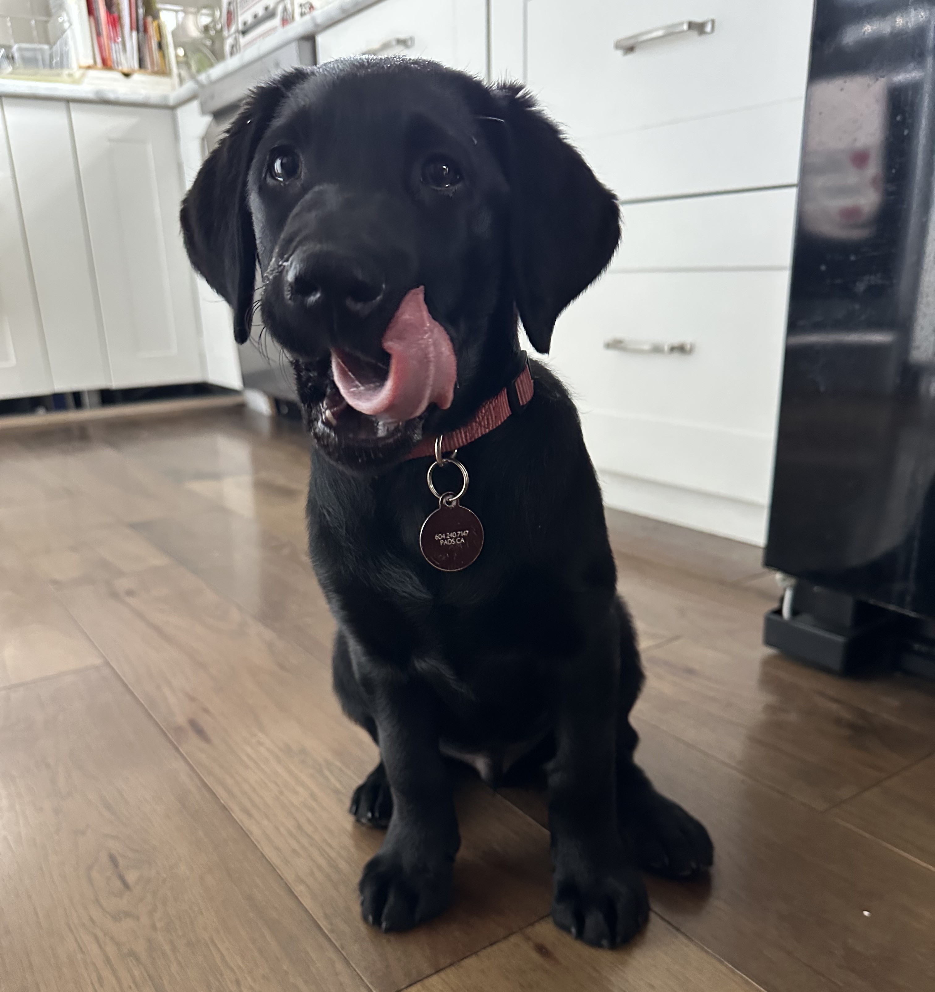 Goose II | June 2025 - PADS