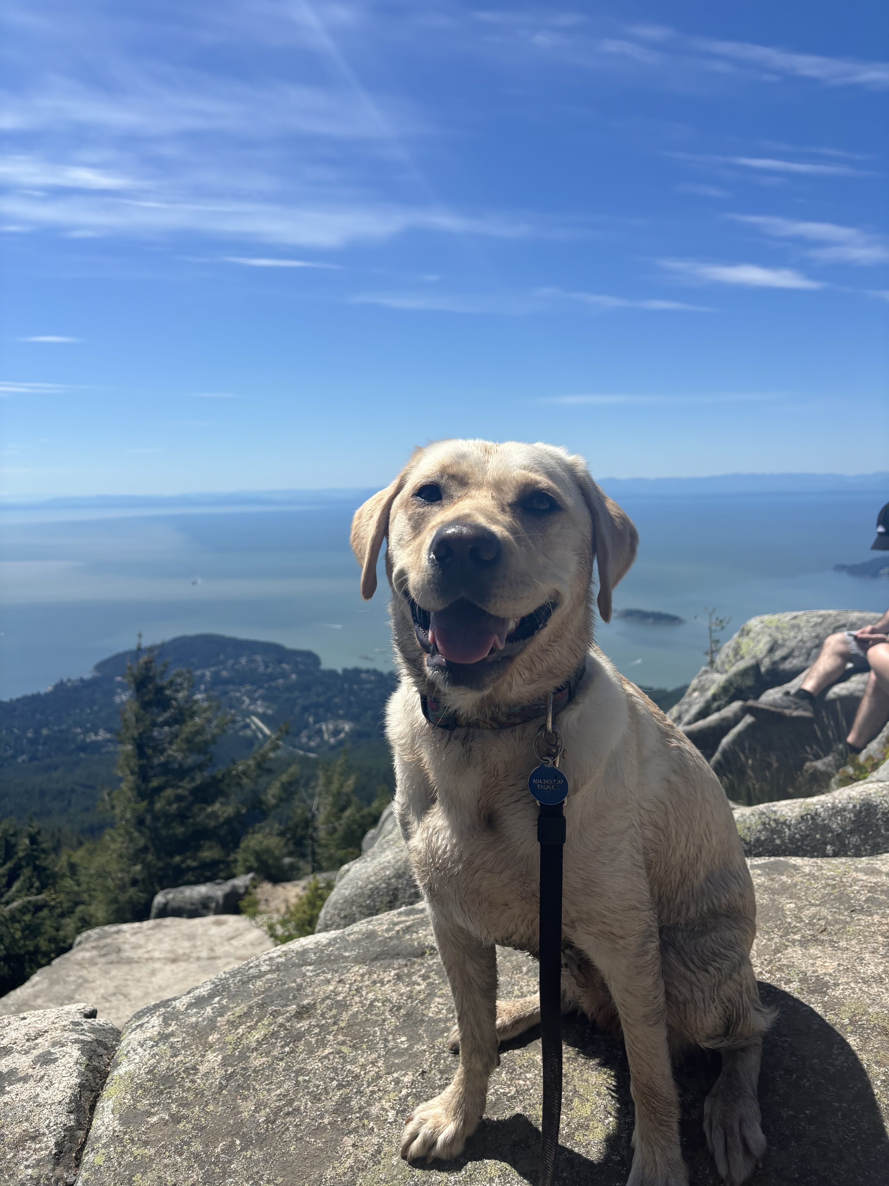 Brava | June 2025 - PADS