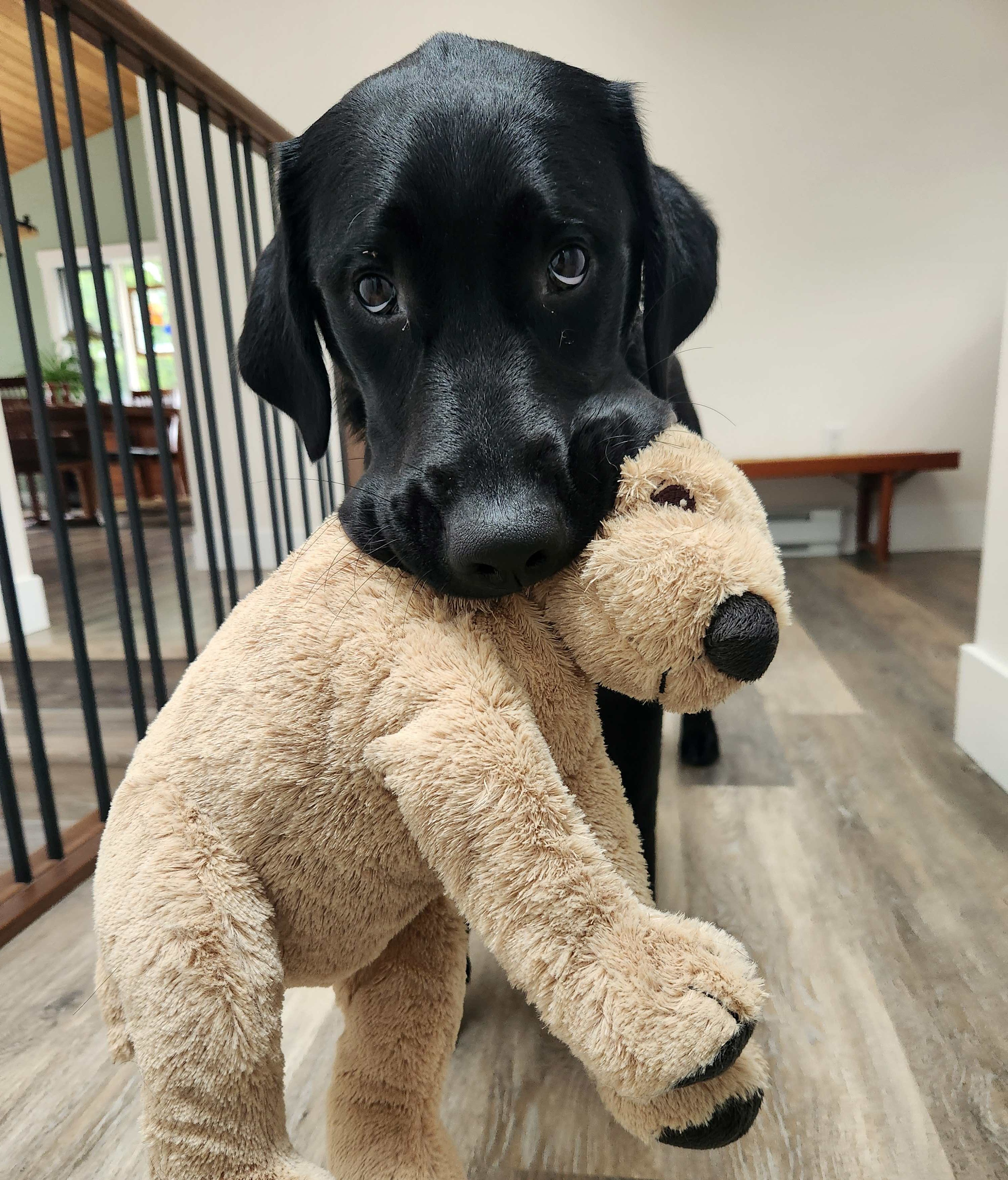 Kiyoko | June 2025 - PADS