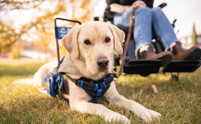 PADS Mobility Service Dogs