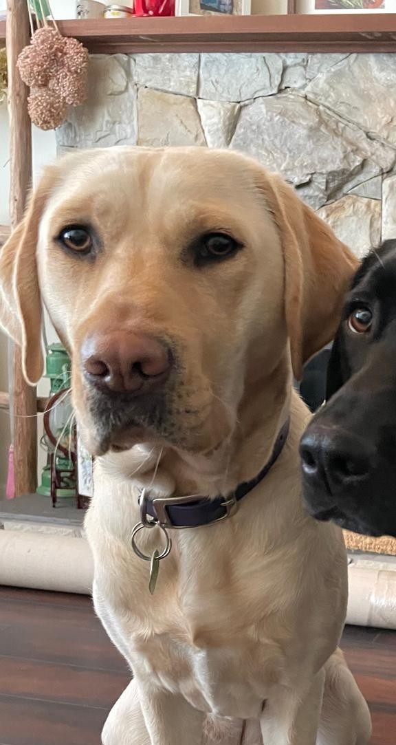 Quinoa | May 2025 - PADS