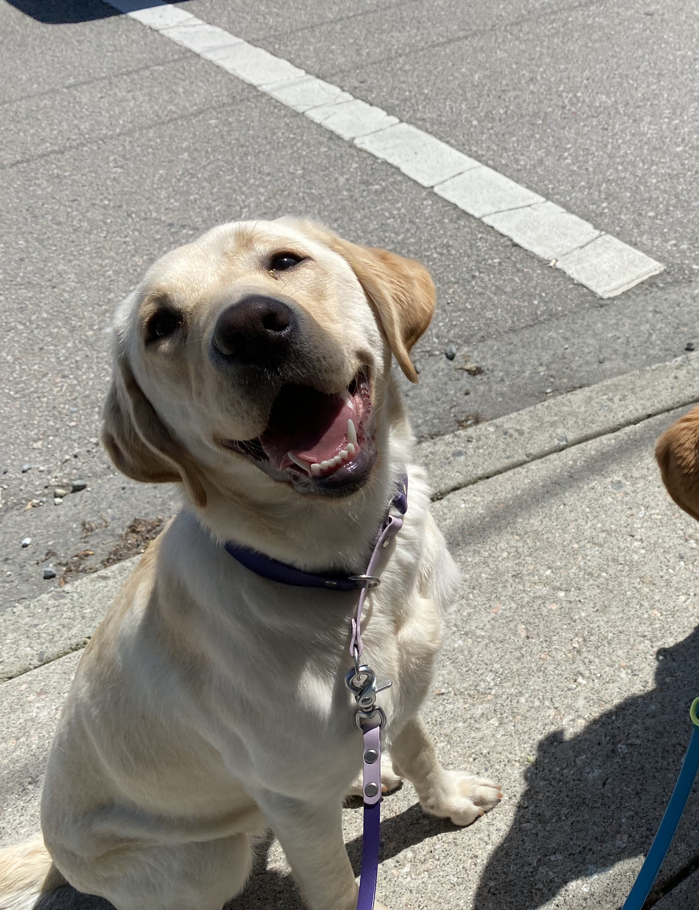 Saphira | June 2025 - PADS