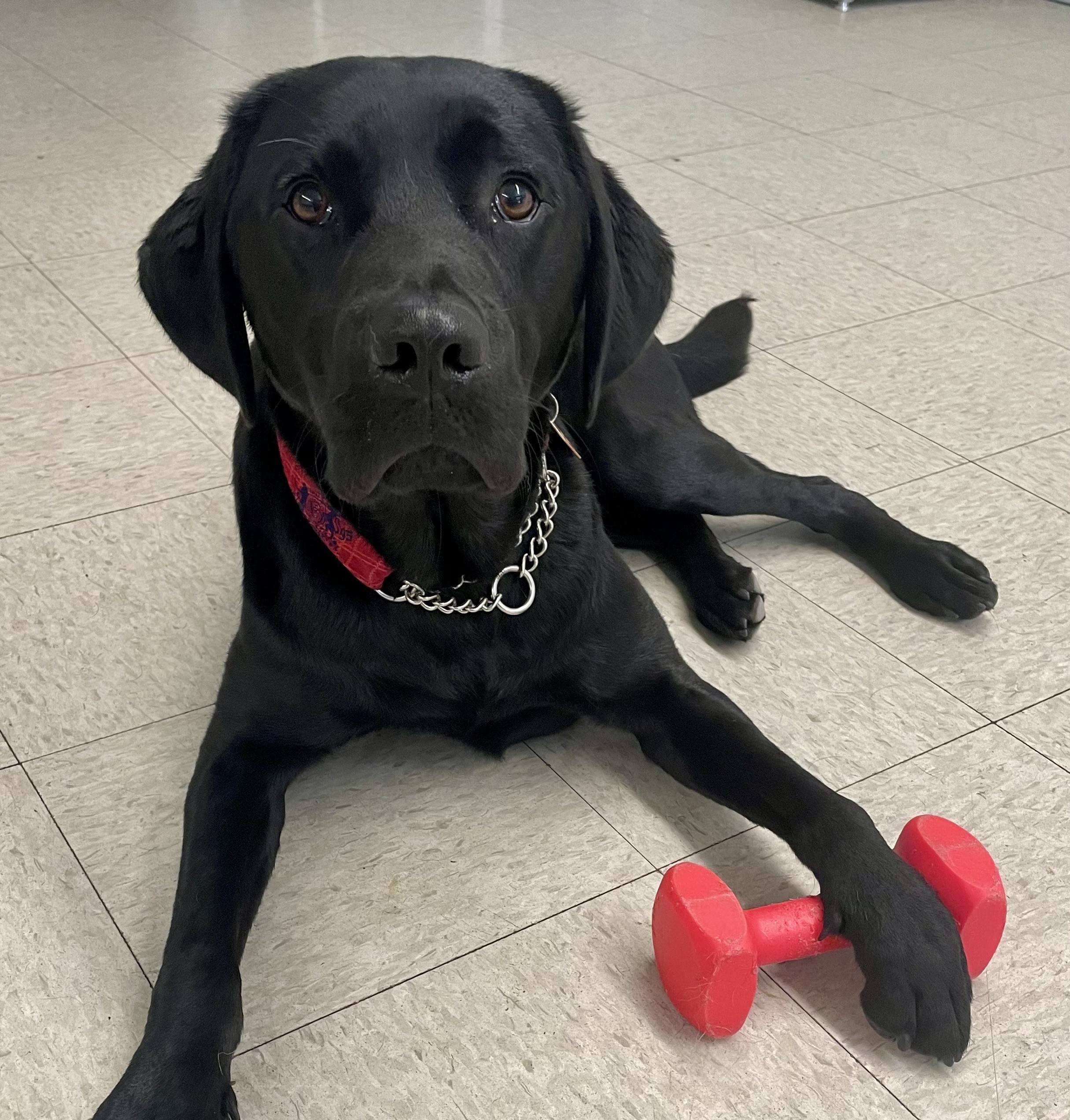 Toad | June 2025 - PADS