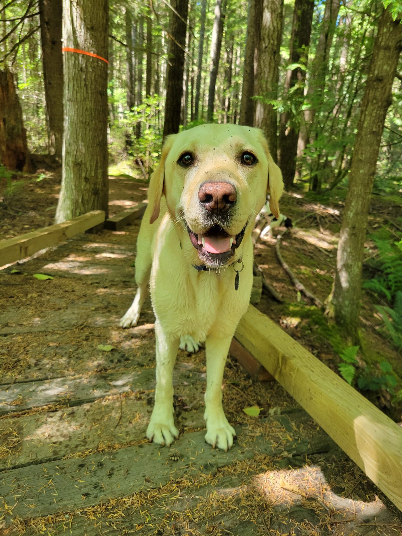 Captain | August 2025 - PADS