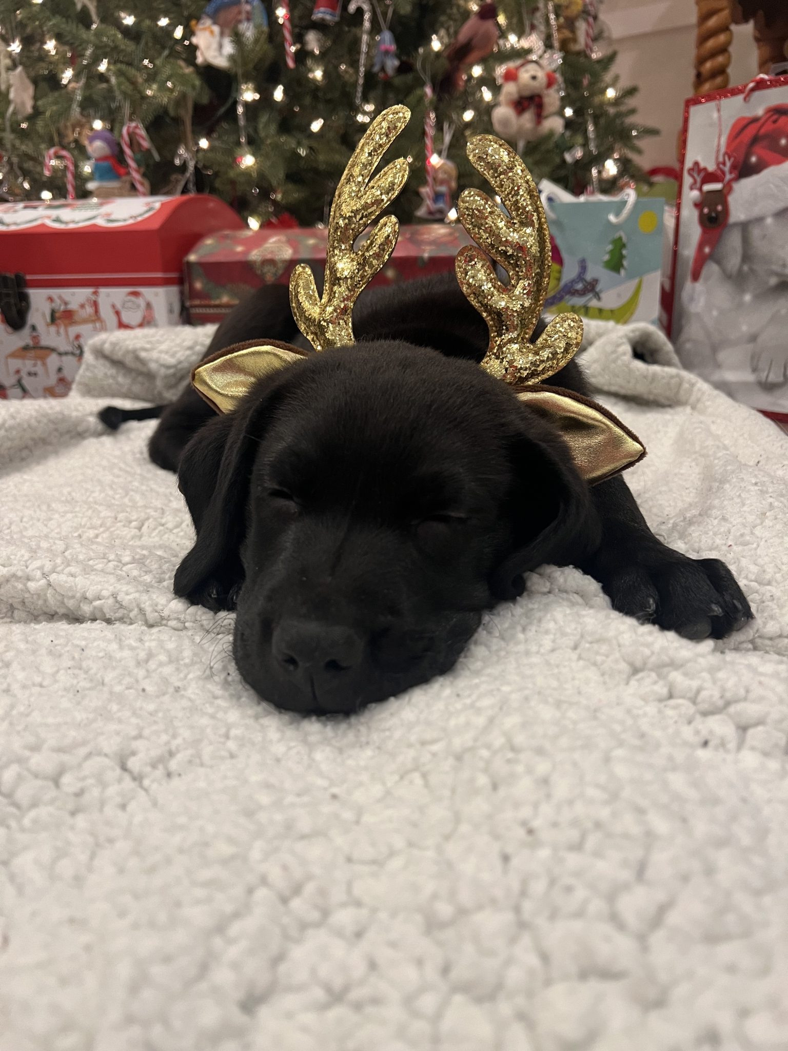 Chester II | December 2025 - PADS