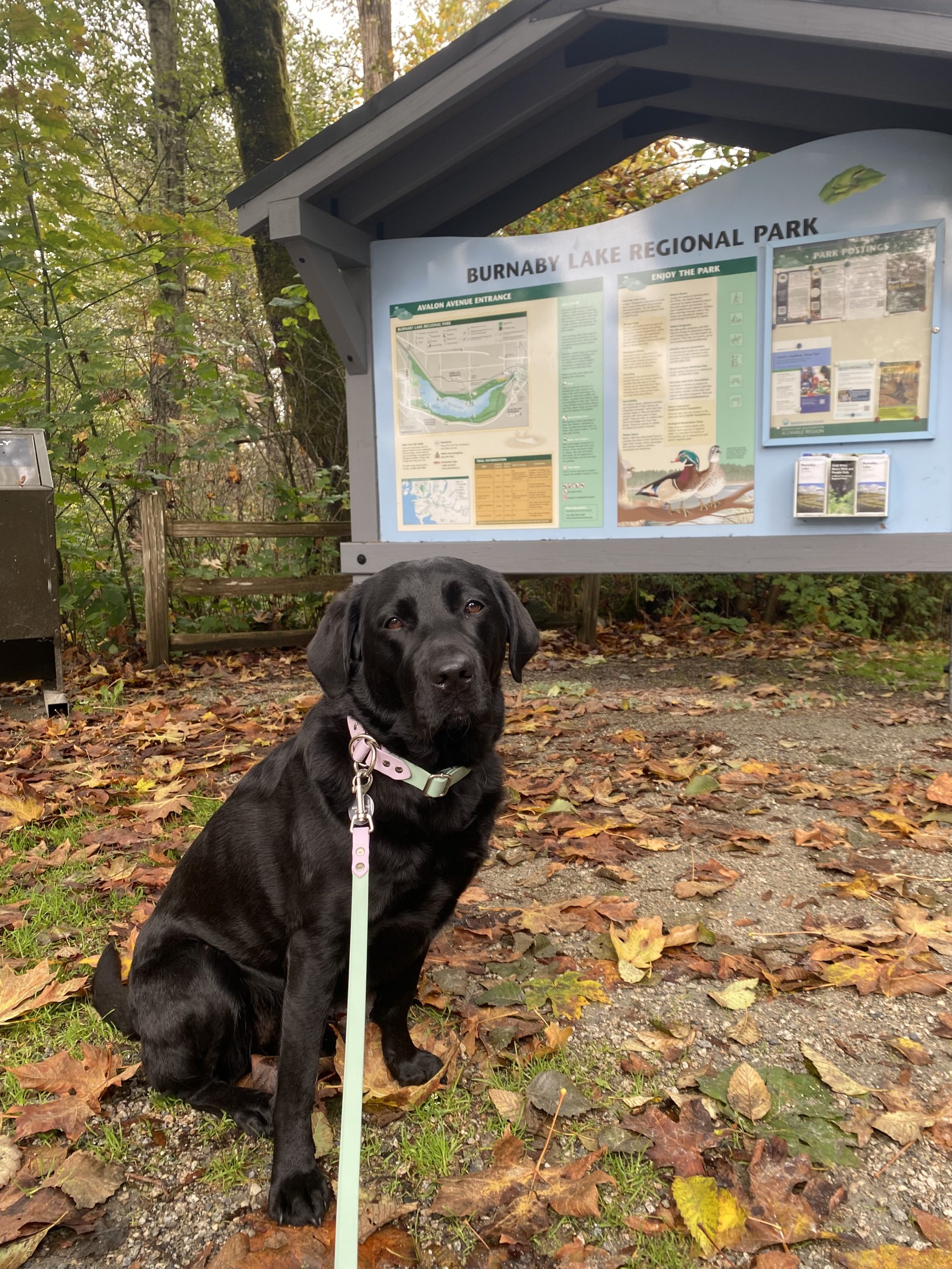 Reece | December 2025 - PADS